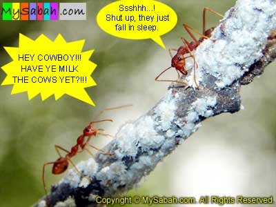 Cowboy Ants - MySabah.com