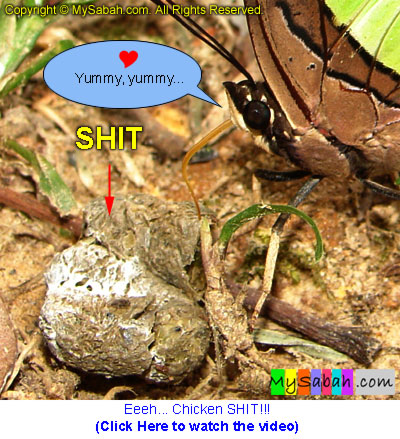 Butterfly Eats SHIT - MySabah.com