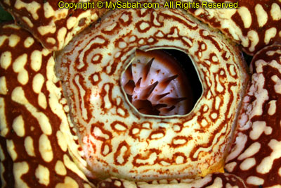 Rafflesia flower - MySabah.com