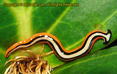 Hammer Head Worm - MySabah.com