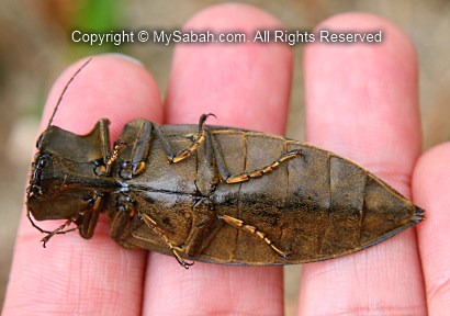 Beetles of Kinabalu Park - MySabah.com