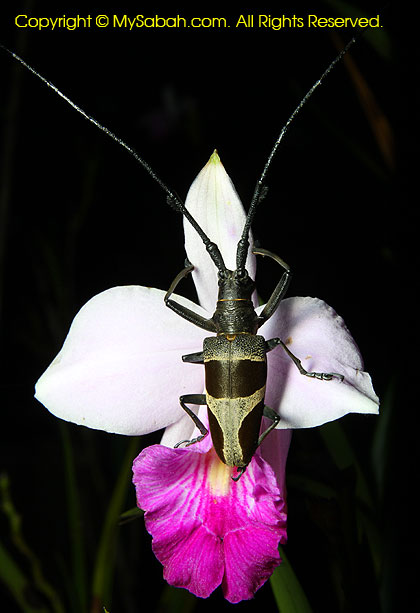 Beetles of Kinabalu Park - MySabah.com