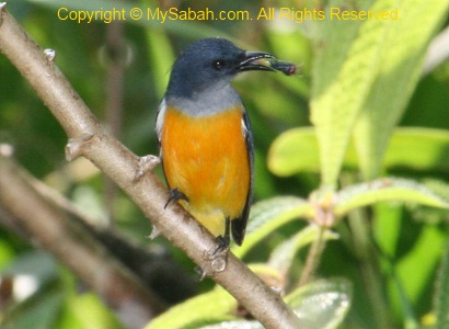 Birds of Sabah (M-O) - MySabah.com