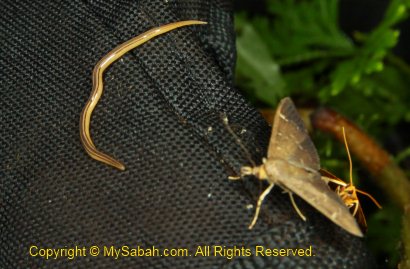 Minitinduk Gorge, ancient gateway to Mt. Kinabalu - MySabah.com