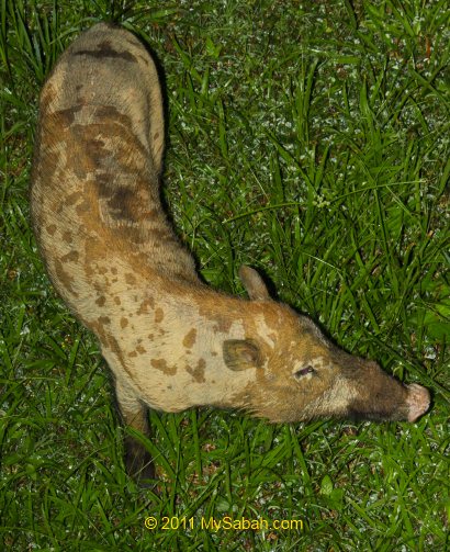 Game Meats (Bushmeat) of Sabah - MySabah.com