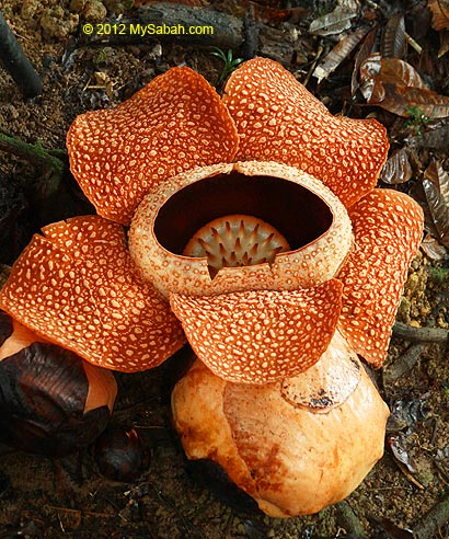 Blooming Rafflesia, biggest flower in the world! - MySabah.com