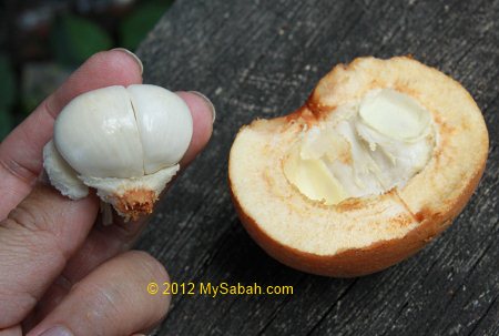Tampoi / Tampui fruit of Sabah - MySabah.com