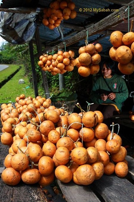 Tampoi / Tampui fruit of Sabah - MySabah.com