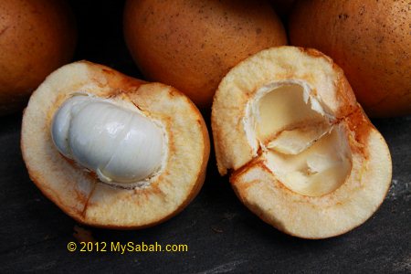 Tampoi / Tampui fruit of Sabah - MySabah.com