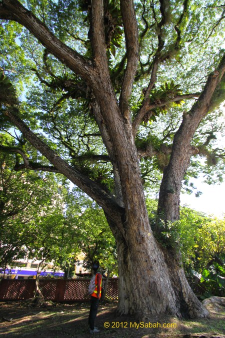 The Oldest Tree of Kota Kinabalu - MySabah.com