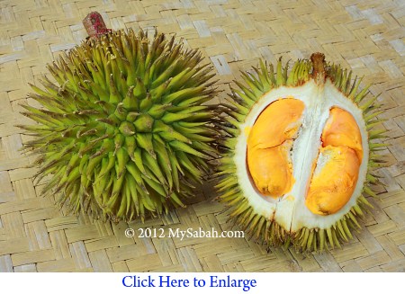 Red and Orange Durians of Sabah - MySabah.com