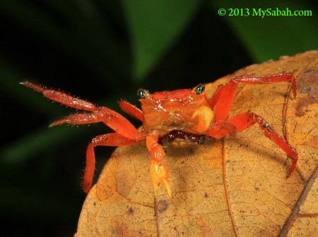 Climbing Mt. Silam with Sabah Crabs - MySabah.com