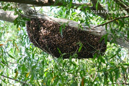 Kampung Gombizau, Honey Bee Village of Sabah Borneo - MySabah.com