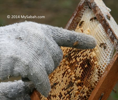 Kampung Gombizau, Honey Bee Village of Sabah Borneo - MySabah.com