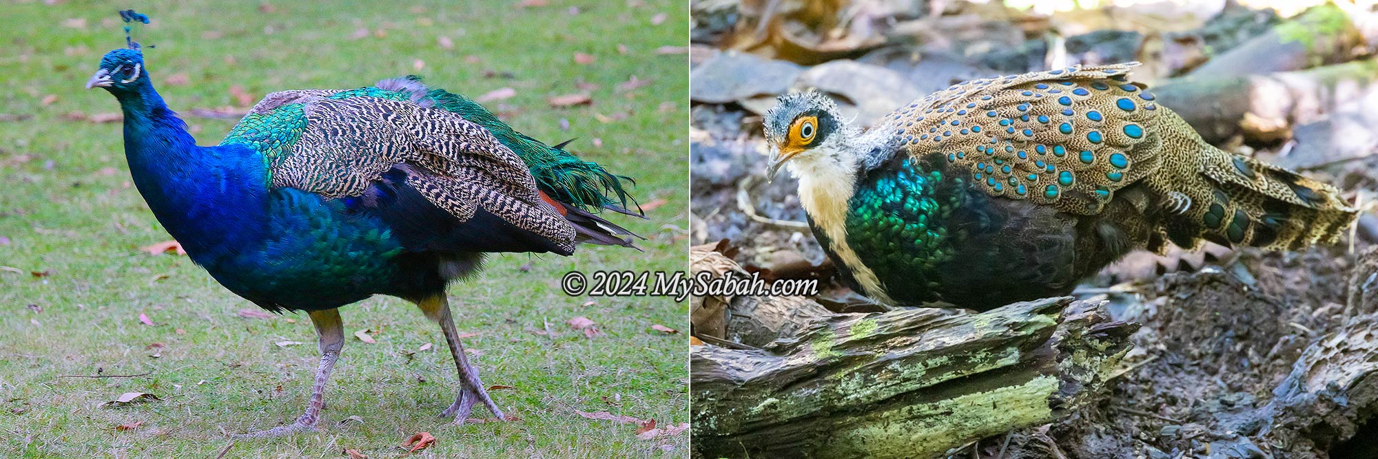 Bornean peacock-pheasant, the Most Beautiful Bird of Borneo - MySabah.com