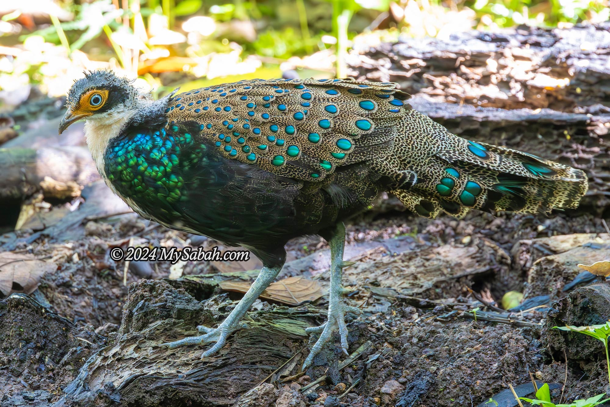 Bornean peacock-pheasant, the Most Beautiful Bird of Borneo - MySabah.com