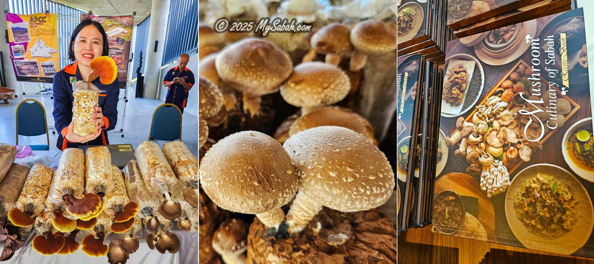 The Magical World of Mushroom & Fungi in Borneo - MySabah.com