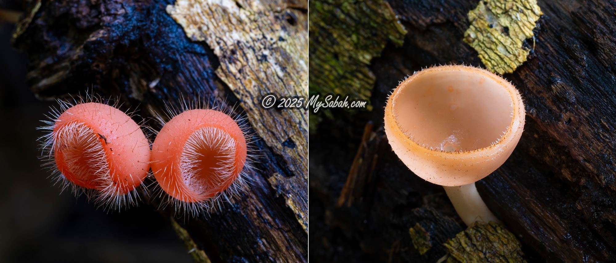 The Magical World of Mushroom & Fungi in Borneo - MySabah.com
