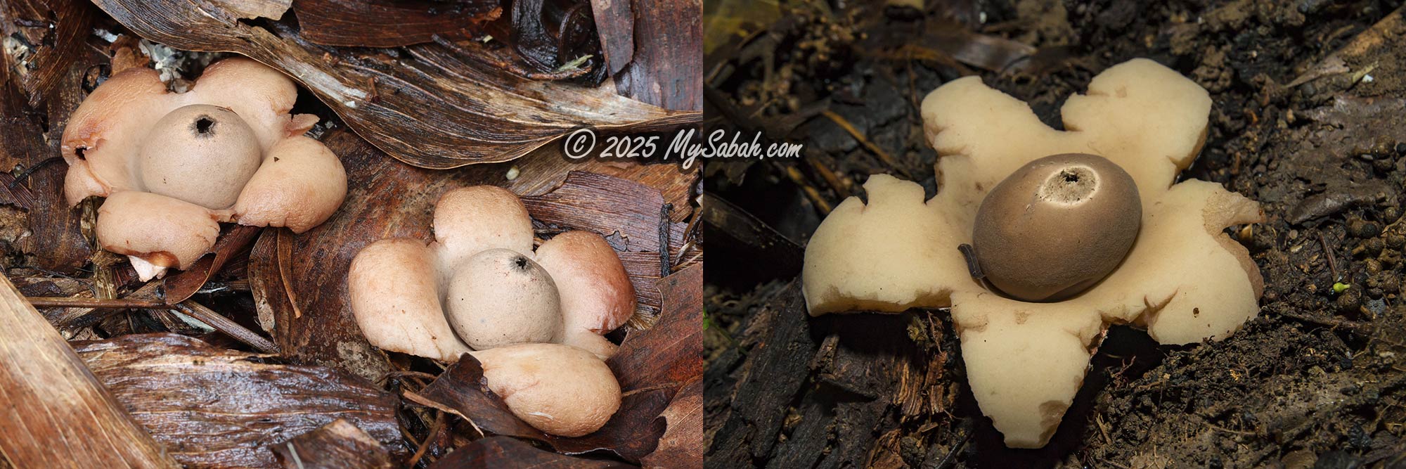 The Magical World of Mushroom & Fungi in Borneo - MySabah.com