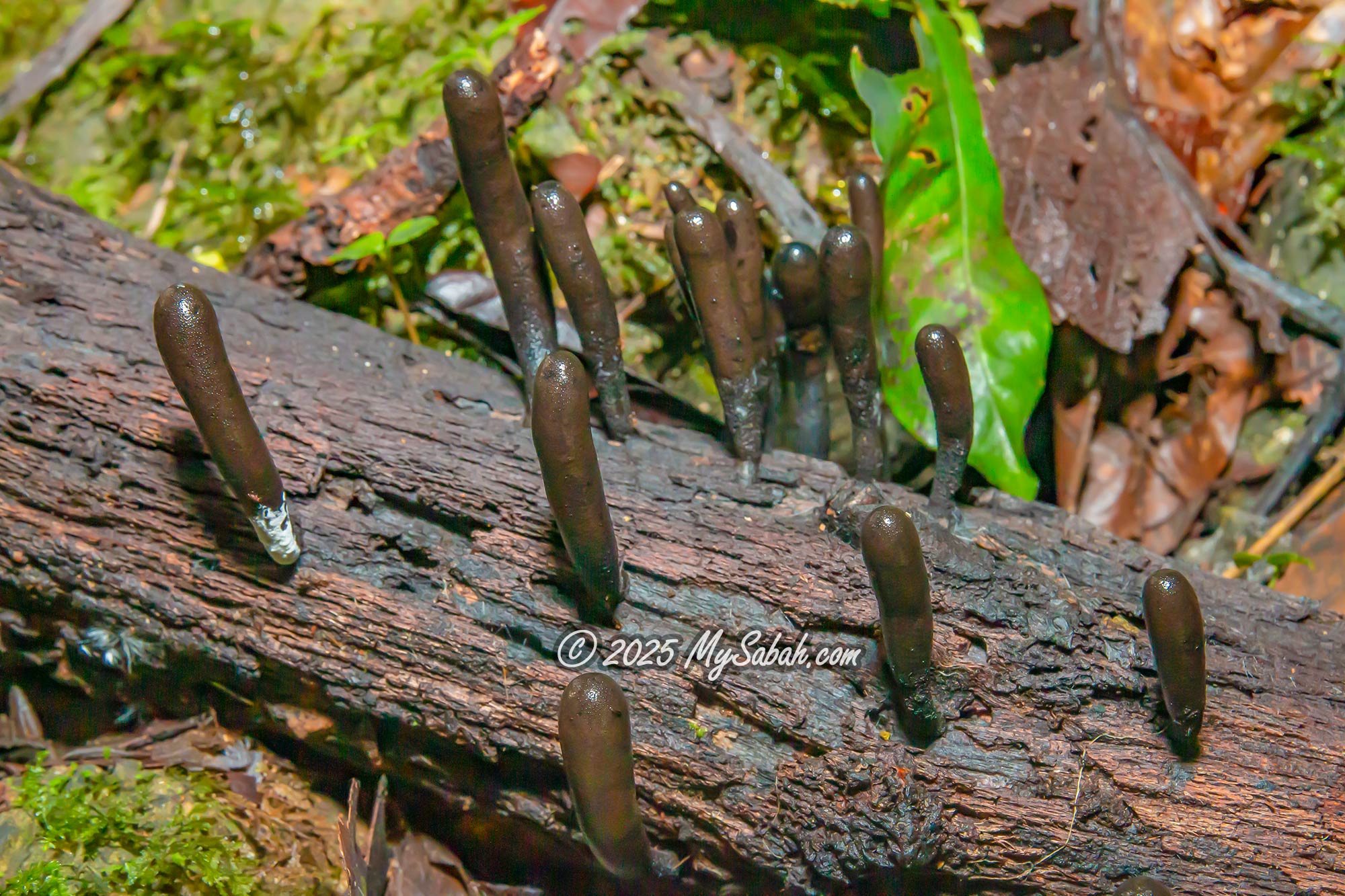 The Magical World of Mushroom & Fungi in Borneo - MySabah.com