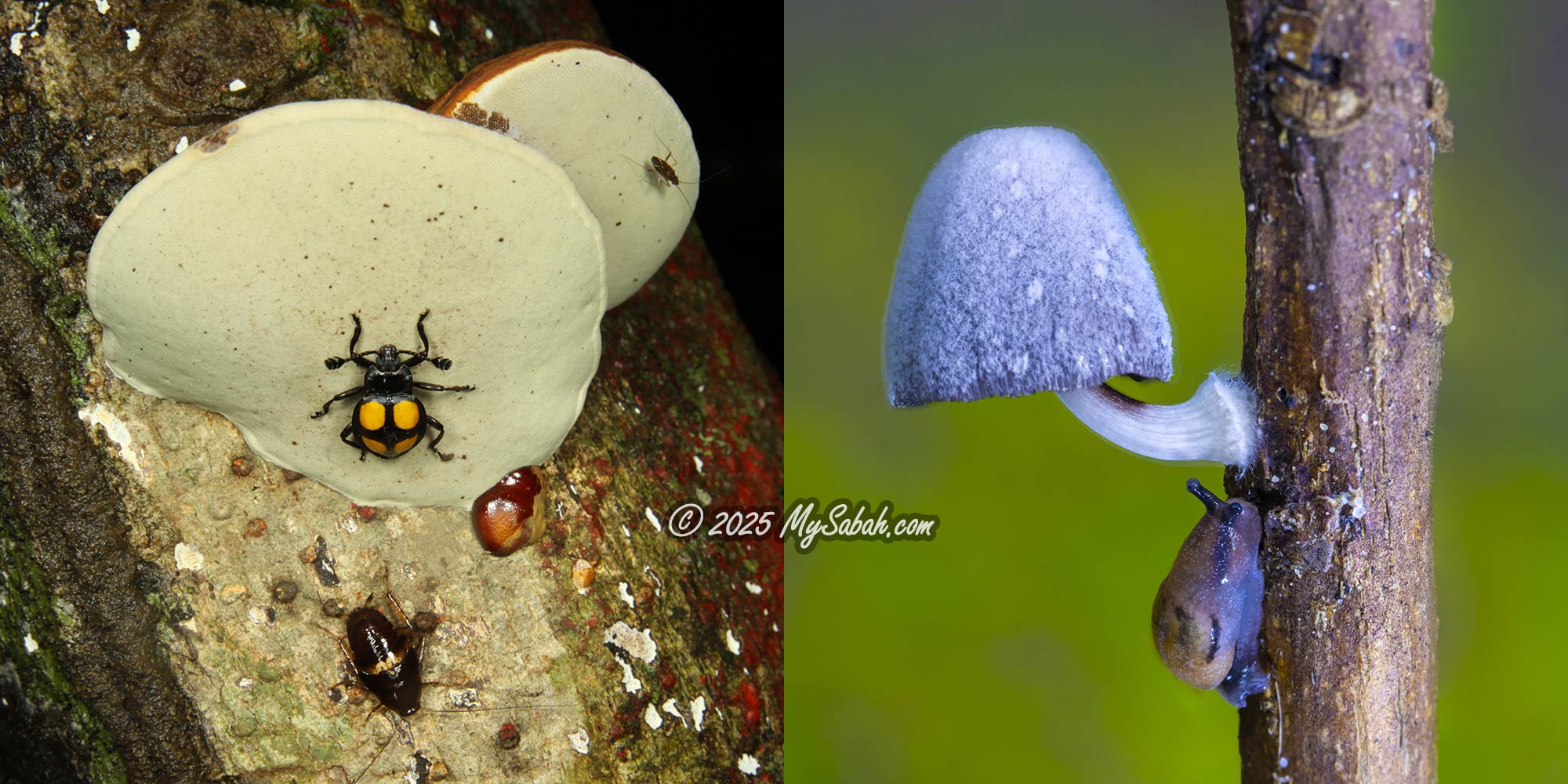 The Magical World of Mushroom & Fungi in Borneo - MySabah.com