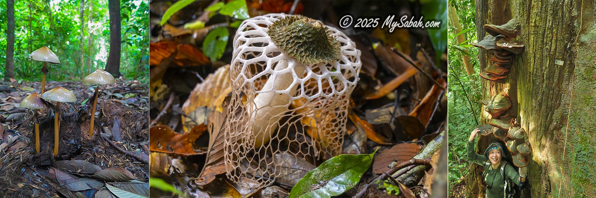 The Magical World of Mushroom & Fungi in Borneo - MySabah.com