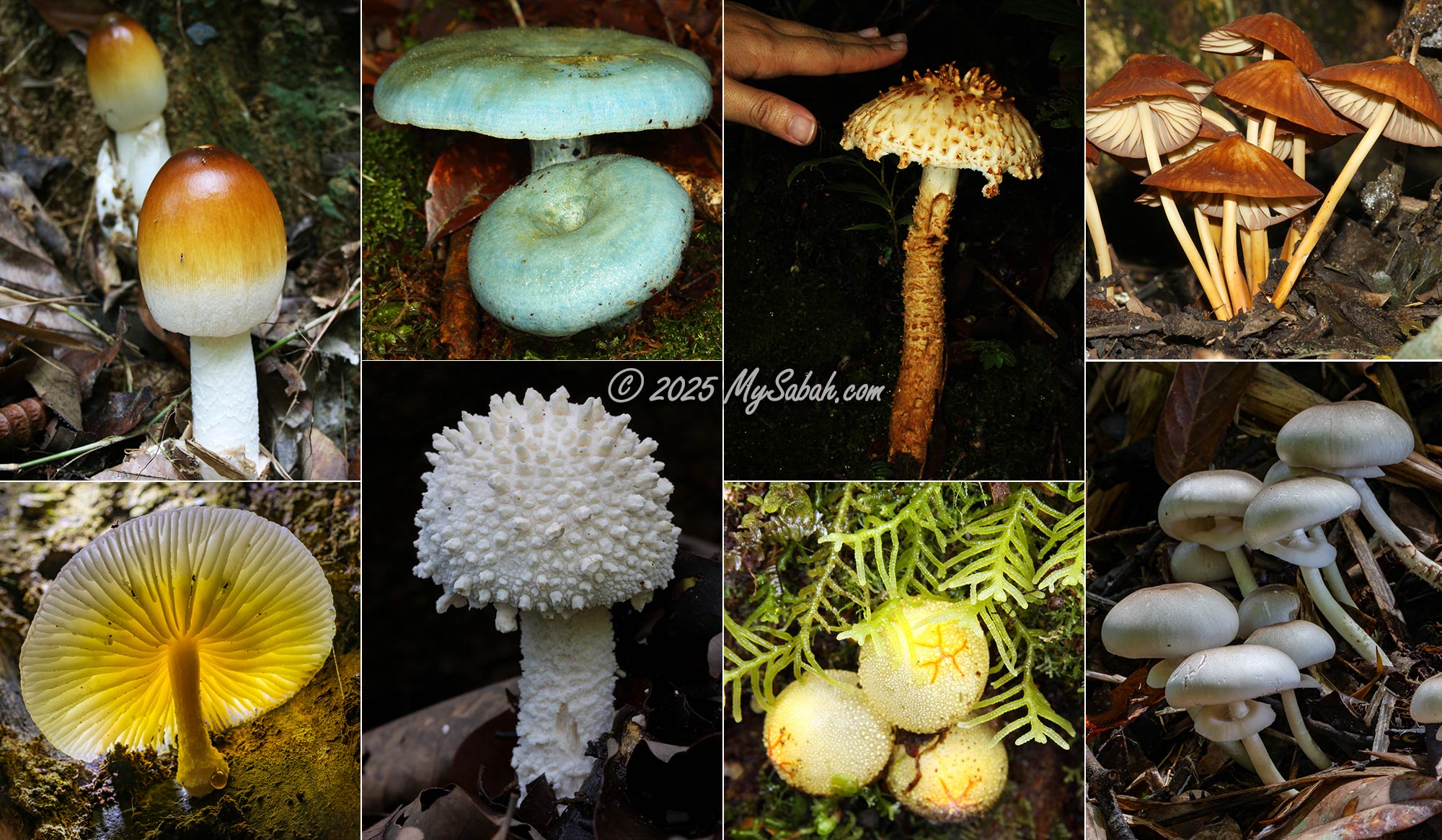 The Magical World of Mushroom & Fungi in Borneo - MySabah.com