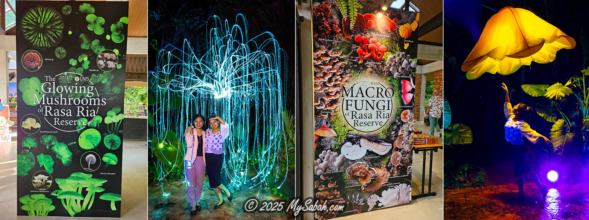 The Magical World of Mushroom & Fungi in Borneo - MySabah.com