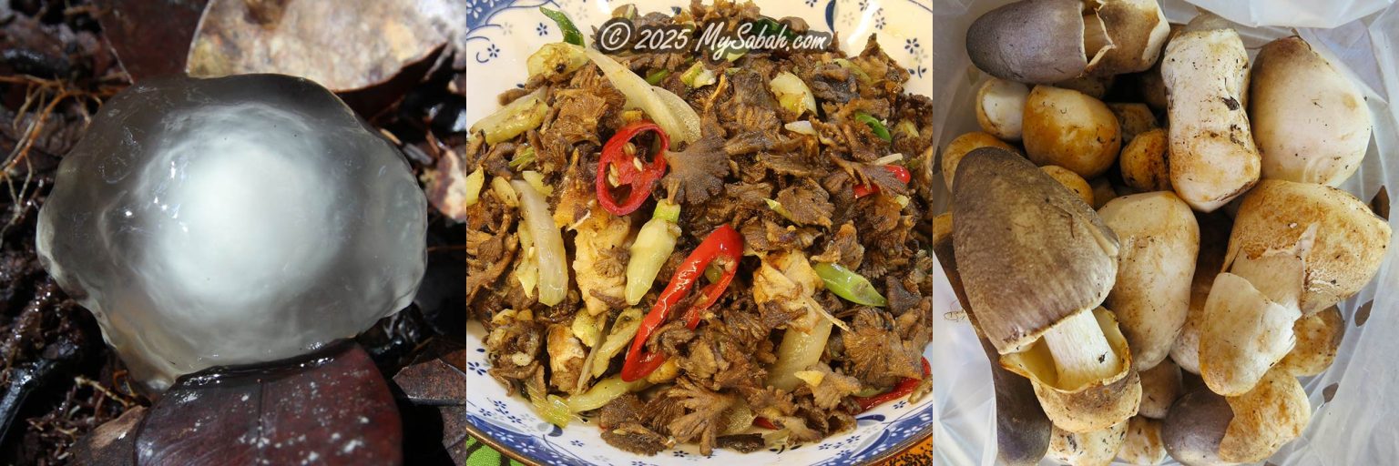 The Magical World of Mushroom & Fungi in Borneo - MySabah.com