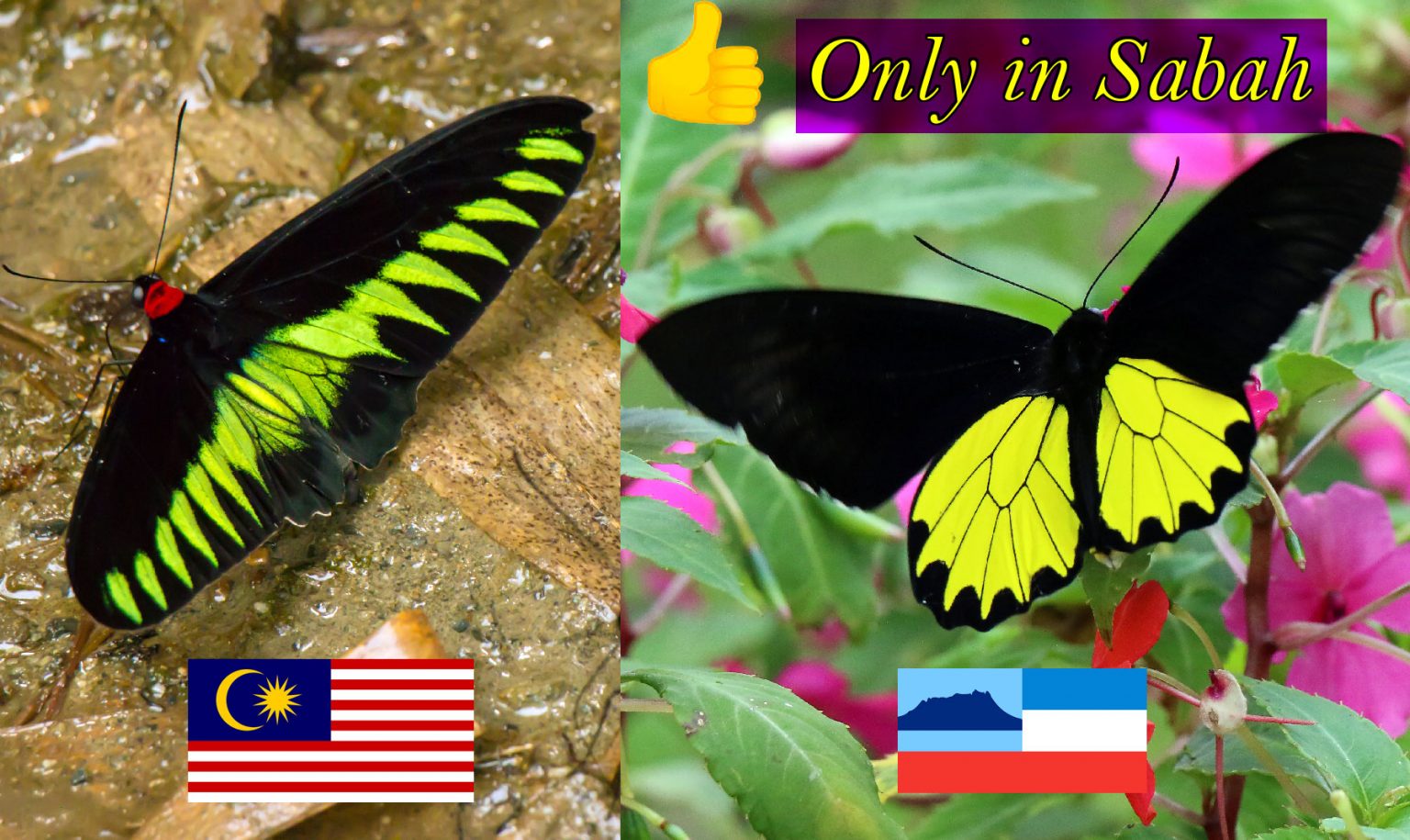 MySabah.com - Travel guides to Sabah, Malaysia Borneo