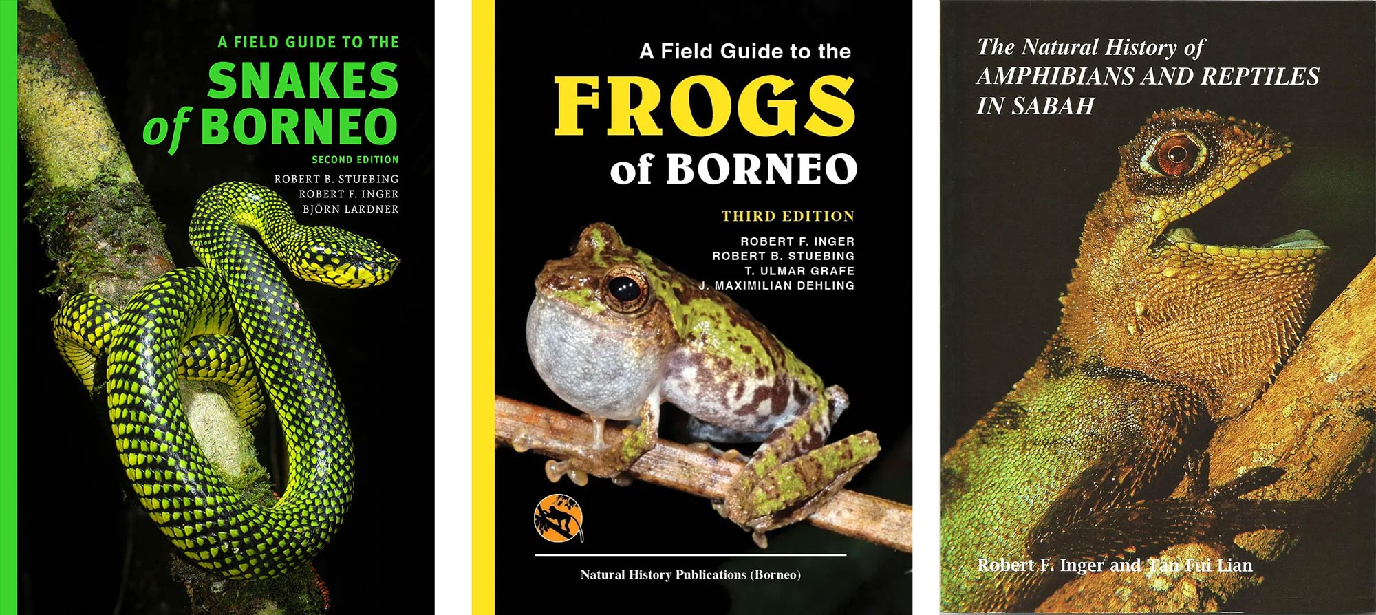 Top Night Walk and Herping Destinations in Sabah - MySabah.com
