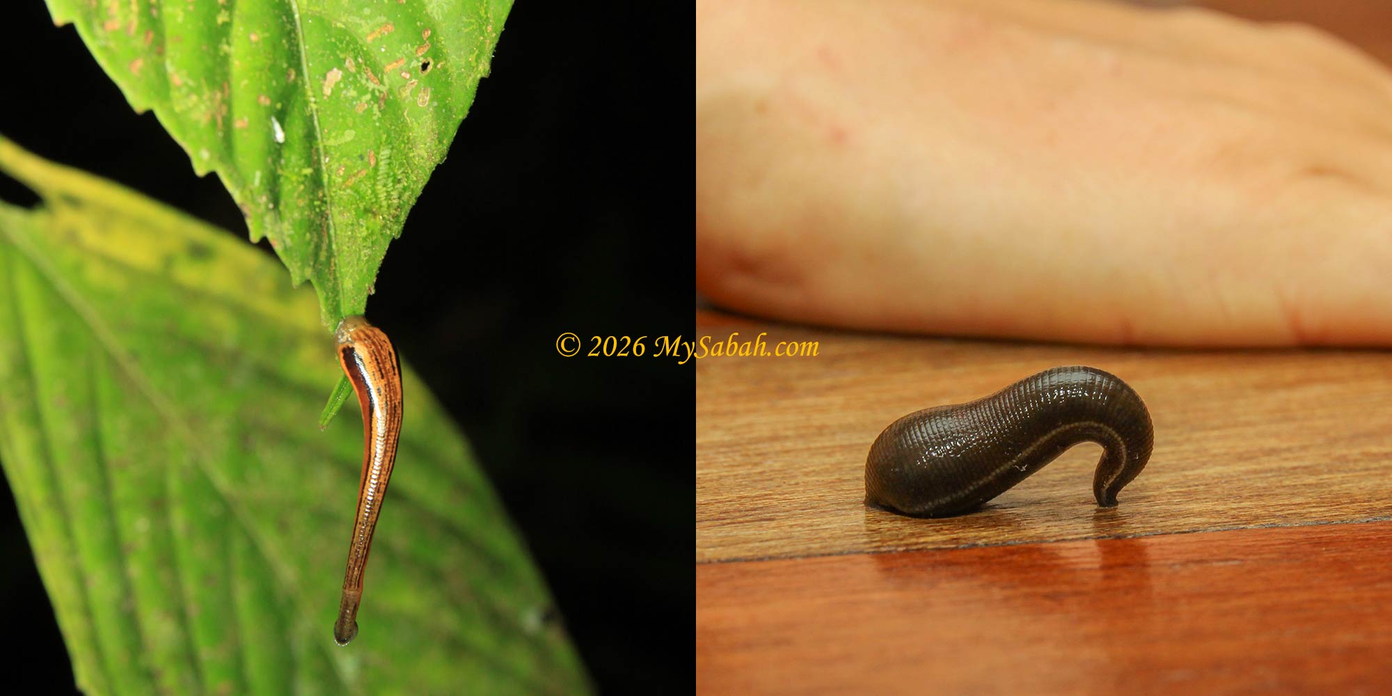 Kinabalu Giant Red Leech, the Largest Leech of Borneo - MySabah.com