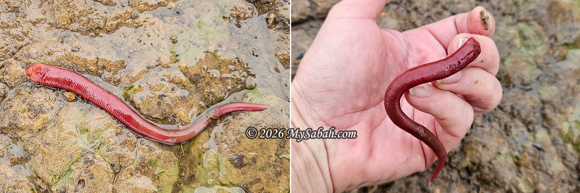 Kinabalu Giant Red Leech, the Largest Leech of Borneo - MySabah.com