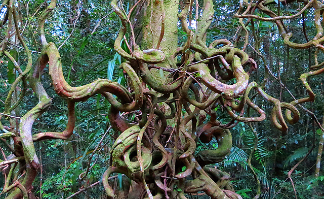The 10 Most Interesting Trees of Borneo - MySabah.com
