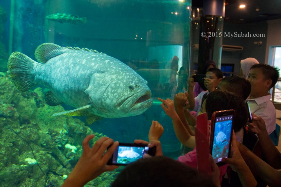 Underwater World of Aquarium & Marine Museum at University Malaysia ...