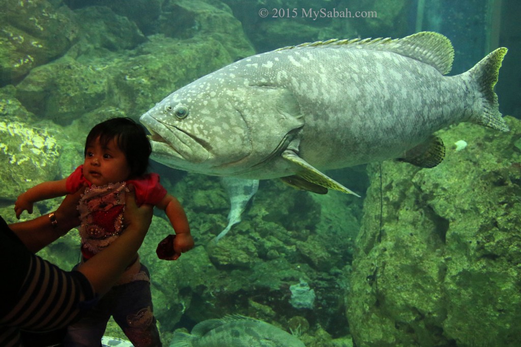Underwater World of Aquarium & Marine Museum at University Malaysia ...
