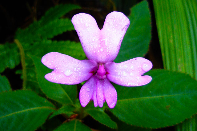 Mt. Kinabalu Botanical Garden of Kinabalu Park - MySabah.com