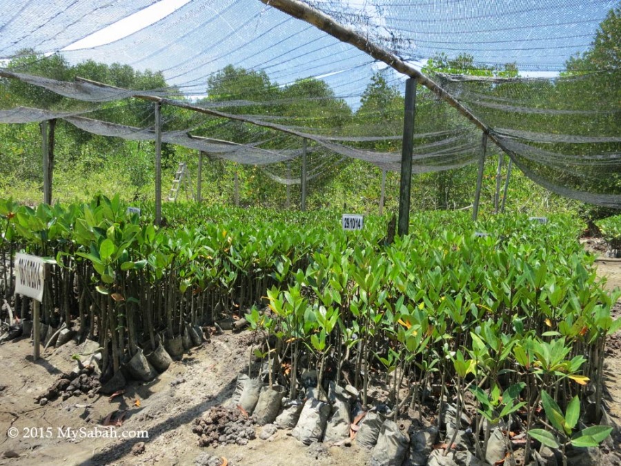Tree and Coral Planting in Sabah - MySabah.com