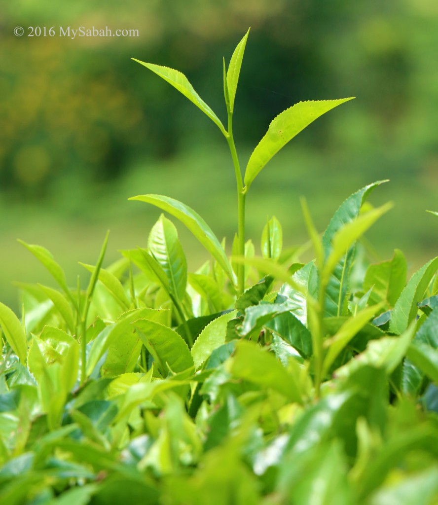 Sabah Tea Garden, the Organic Tea Farm of Borneo - MySabah.com