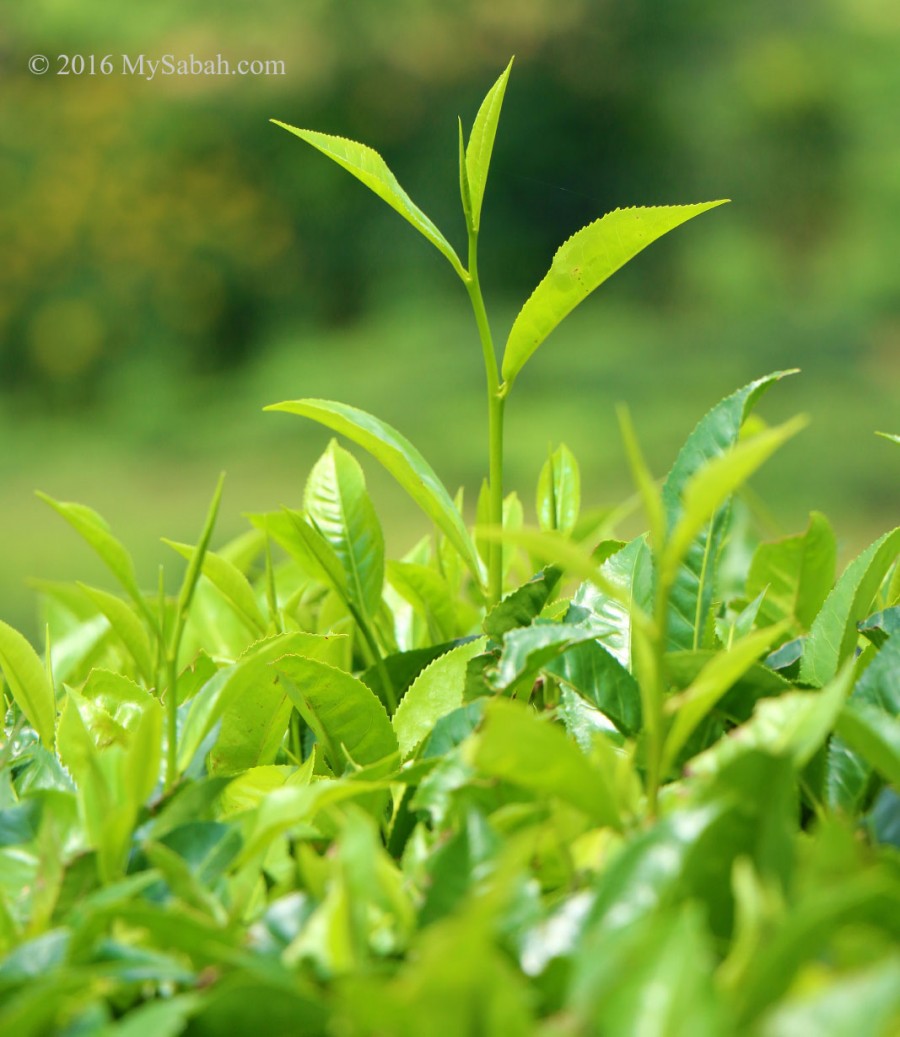 Sabah Tea Garden, the Organic Tea Farm of Borneo - MySabah.com