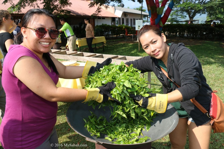 Sabah Tea Garden, the Organic Tea Farm of Borneo - MySabah.com