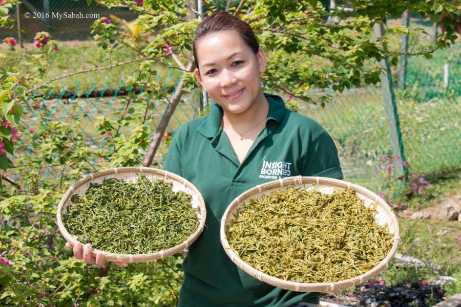 Sabah Tea Garden, the Organic Tea Farm of Borneo - MySabah.com