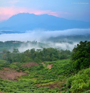 Sabah Tea Garden, the Organic Tea Farm of Borneo - MySabah.com