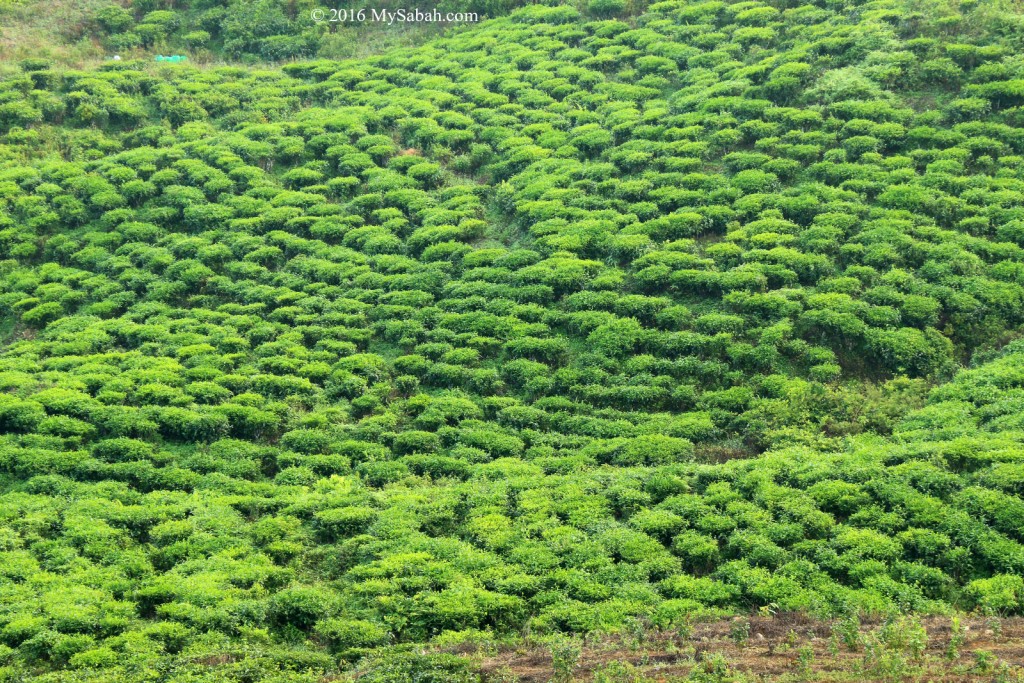 Sabah Tea Garden, the Organic Tea Farm of Borneo - MySabah.com