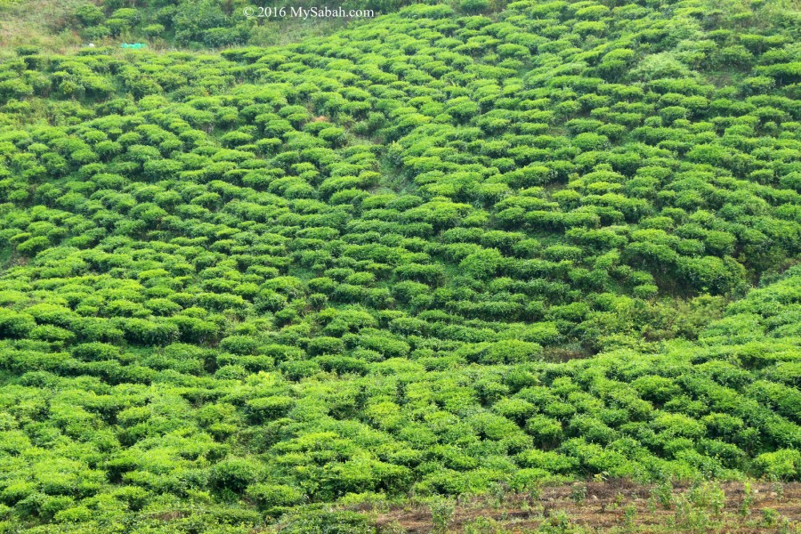 Sabah Tea Garden, the Organic Tea Farm of Borneo - MySabah.com