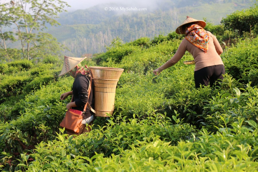 Sabah Tea Garden, the Organic Tea Farm of Borneo - MySabah.com