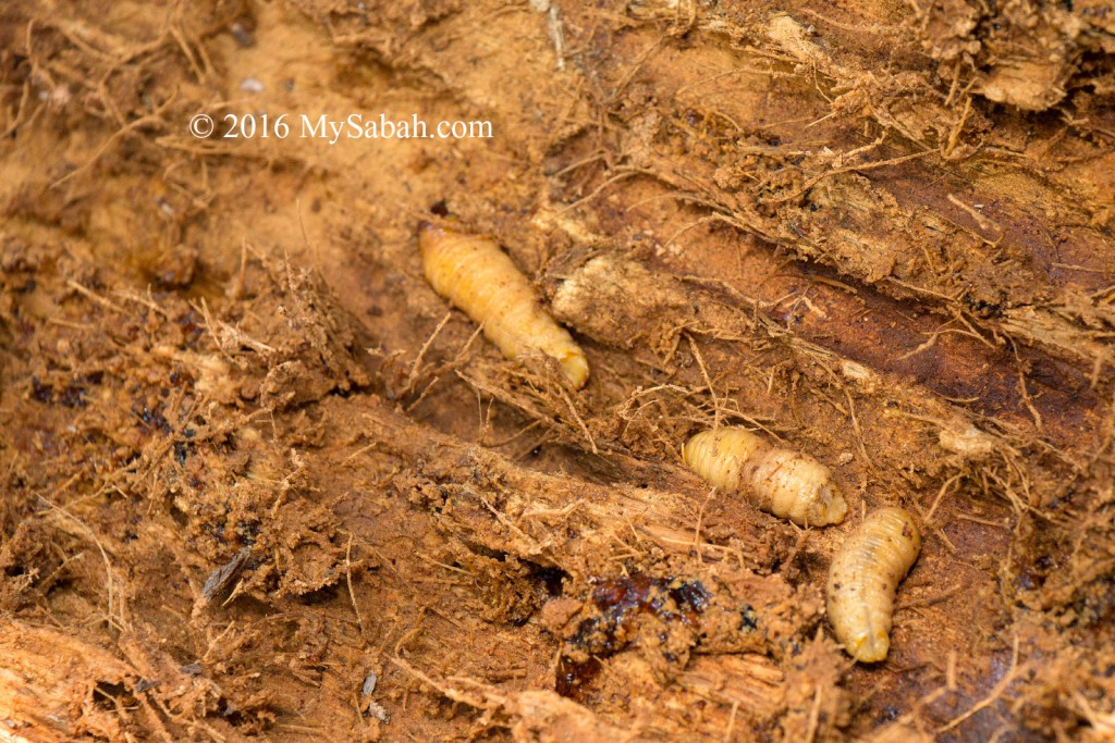 Sago Grub (Butod), the Most Bizarre Food of Borneo - MySabah.com