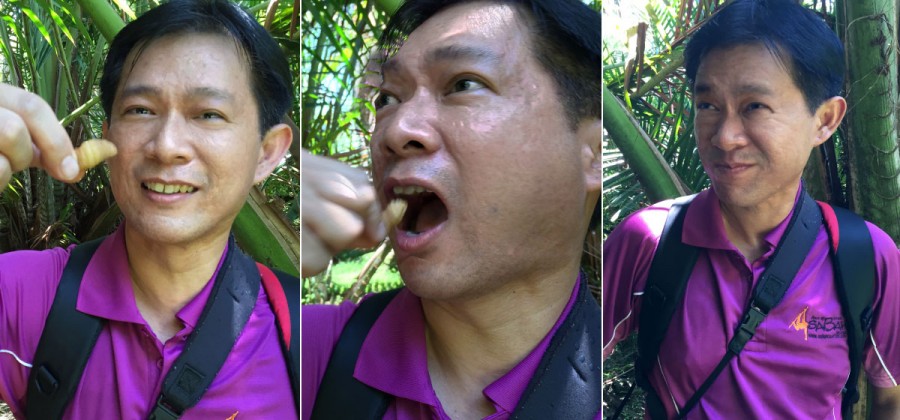 Sago Grub (Butod), the Most Bizarre Food of Borneo - MySabah.com