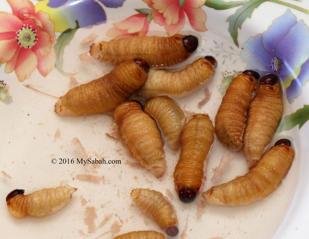 Sago Grub (Butod), the Most Bizarre Food of Borneo - MySabah.com