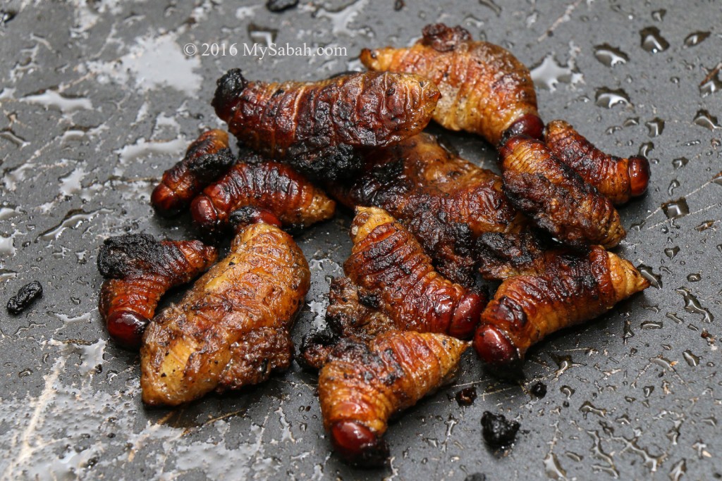 Sago Grub (Butod), the Most Bizarre Food of Borneo - MySabah.com